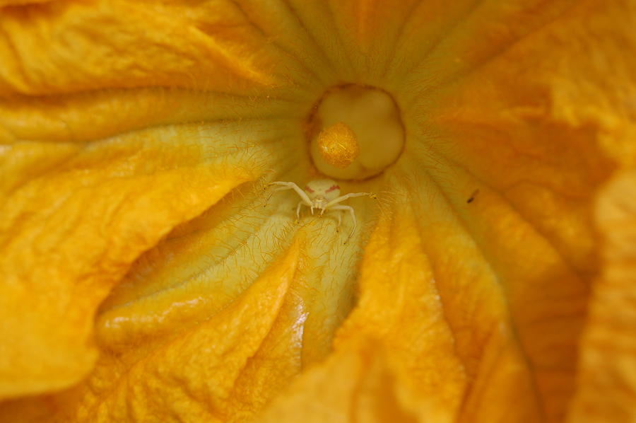 Squash Spider Photograph by David Rothmiller