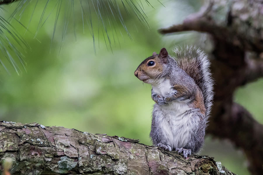 Squirrel Plotting Photograph by Jeff Carlson - Pixels