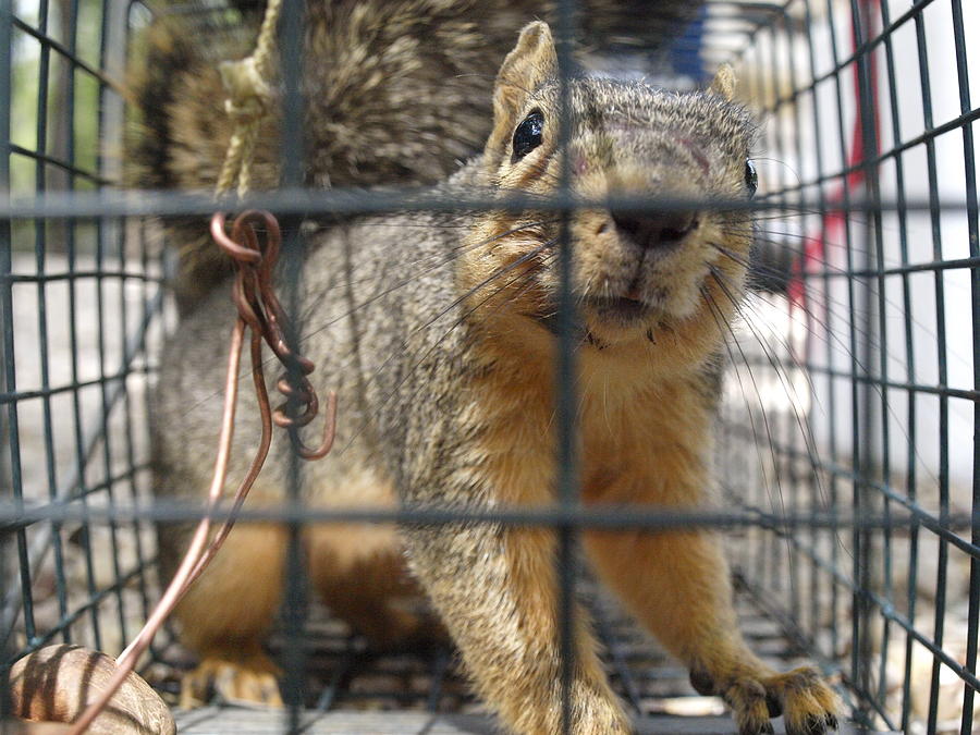 Squirrel Relocation Program Photograph by James Granberry - Pixels