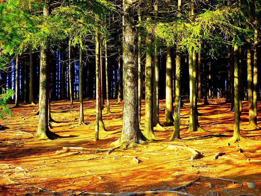 Stand Tall Photograph by David Soderquist - Fine Art America