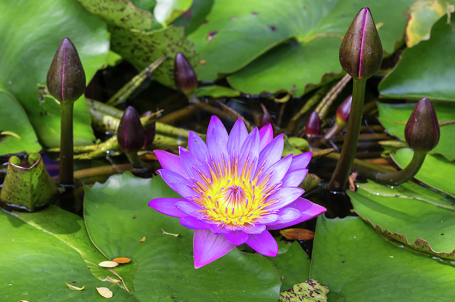 Star lotus Photograph by Mircea Muntean | Fine Art America