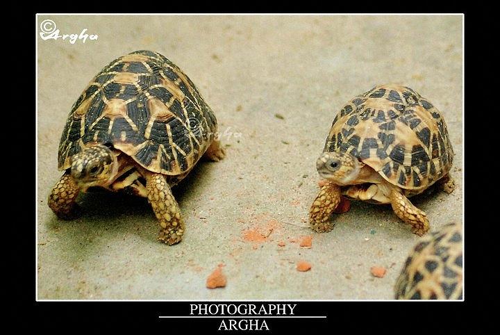 Star Turtles Photograph by Argha Guha - Fine Art America