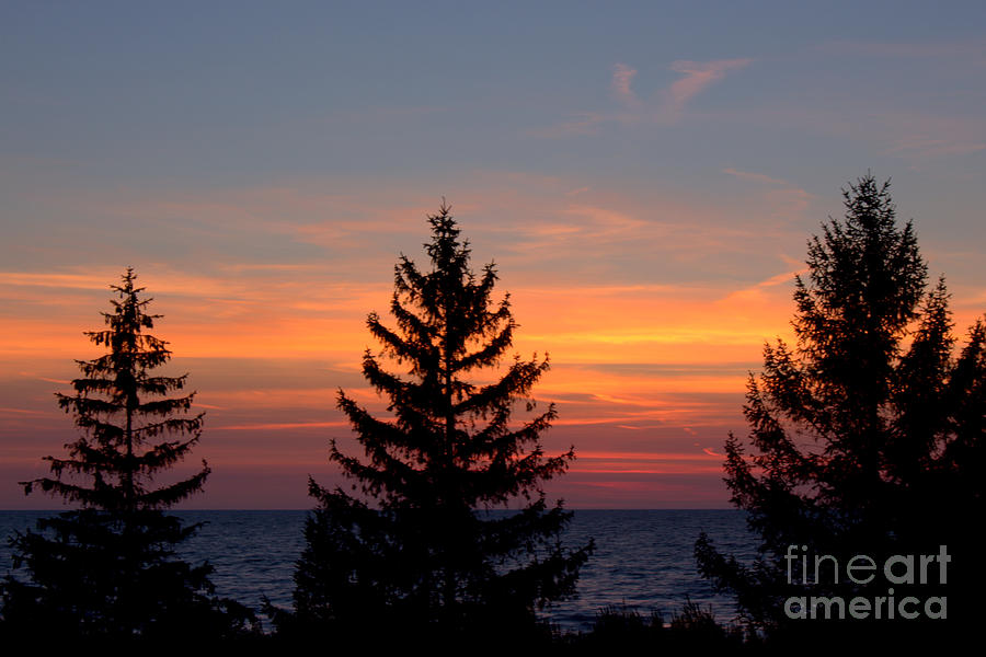 Stencil Pine Sky Photograph by John Scatcherd - Fine Art America