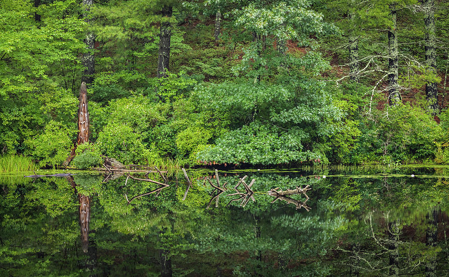 Still Pond Photograph by Debbie Gracy - Pixels