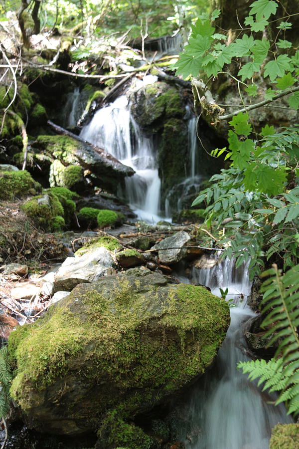 Stream spring Photograph by Brian Lobbes - Fine Art America