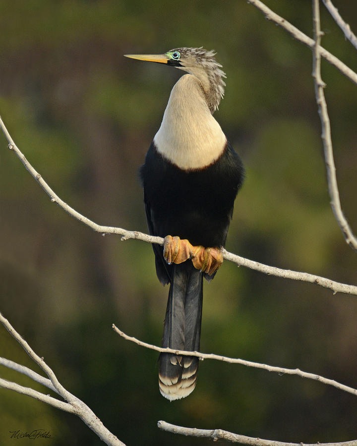 Striking Anhinga Digital Art by Michael Fields - Fine Art America