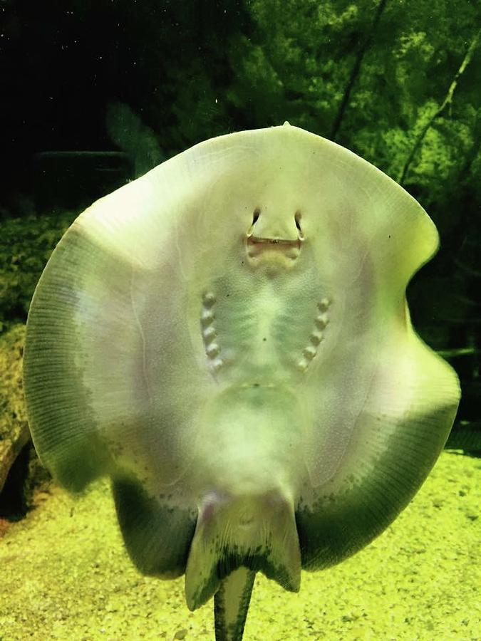 String Ray Photograph by Ashley Stepp - Fine Art America