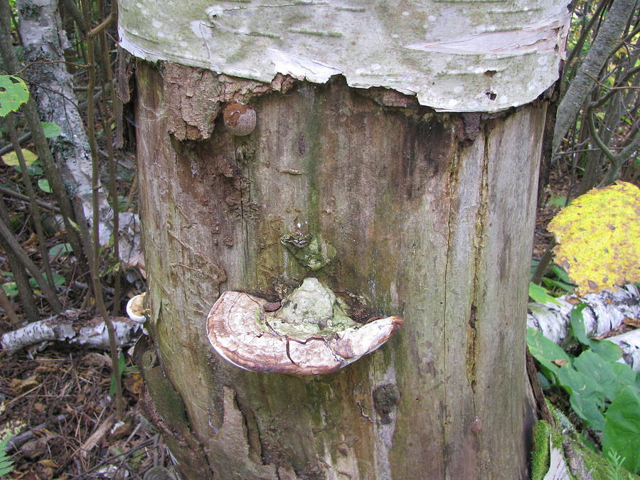 Stumpy Face Photograph by Mary LaBerge - Fine Art America