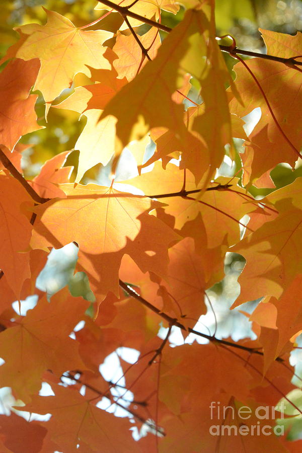 Subtle Changes Photograph by Jesse Ciazza - Pixels