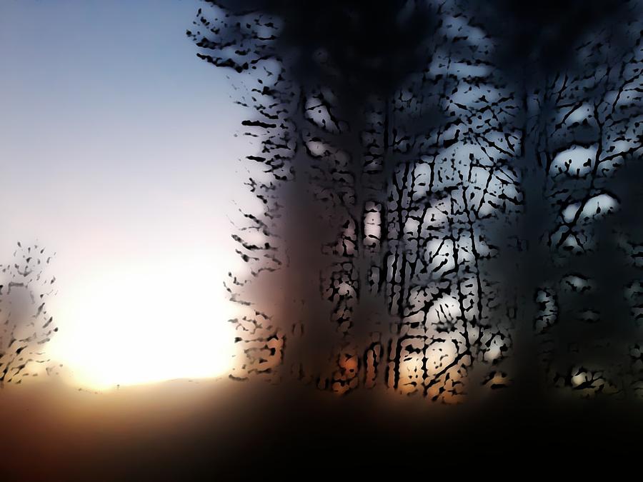 Subtle Forest Photograph by Zen WildKitty | Fine Art America