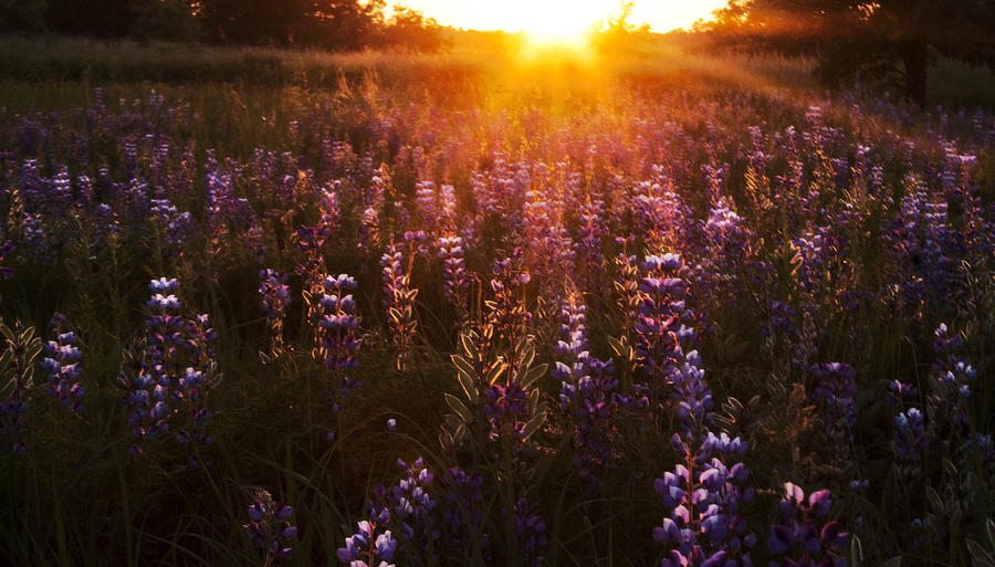 Summer Time Photograph by Angela King-Jones - Fine Art America