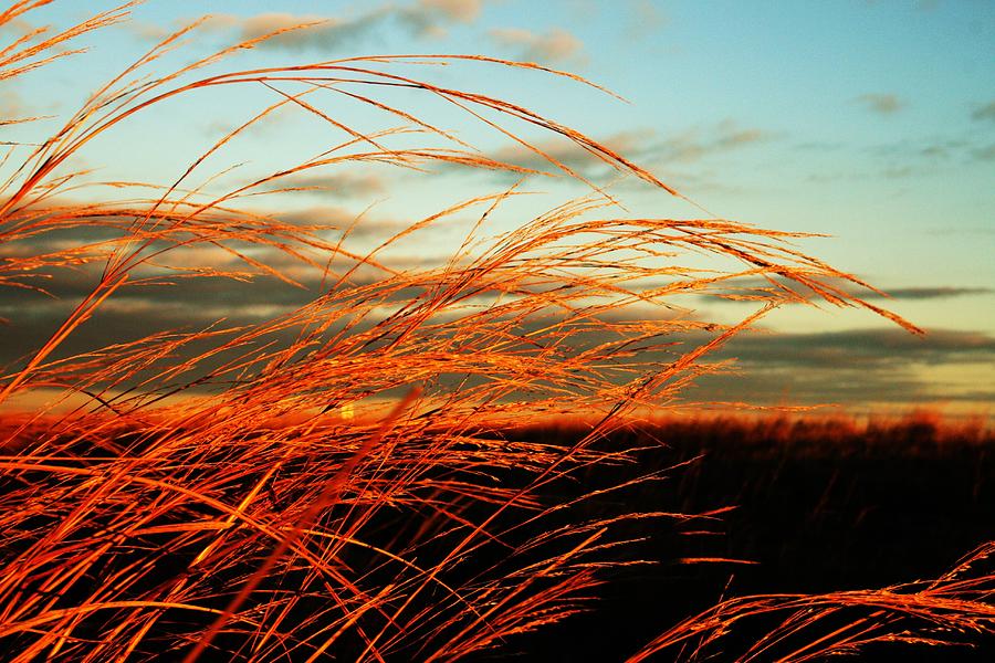 Summer Wind Photograph by Amanda Romolini