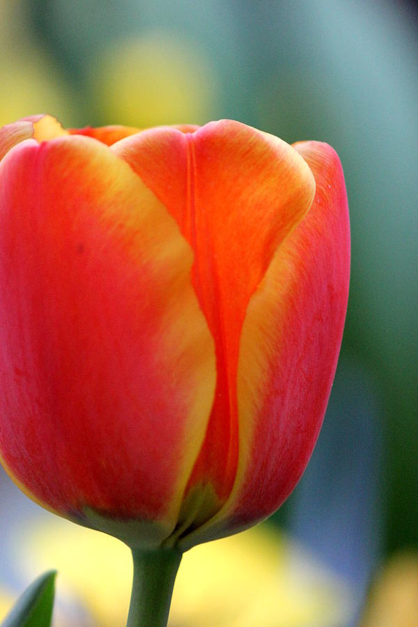 Sunlit Tulip Photograph by Christine Boyer - Fine Art America