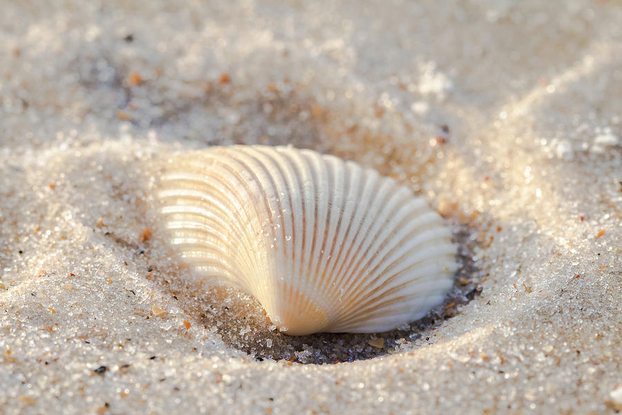 Sunny Shell Photograph by Andrea Kappler - Fine Art America