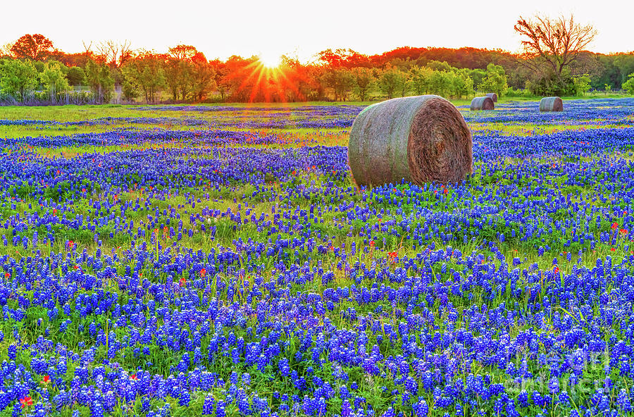 Sunrise Over Texas Bluebonnets Photograph by Bee Creek Photography ...