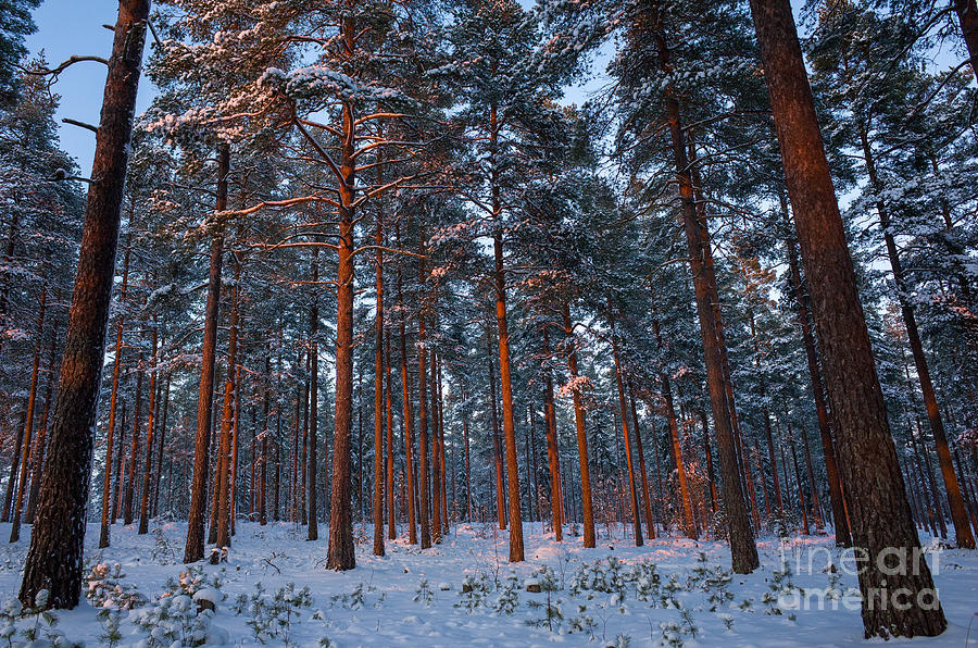 Sunset in the Pine Forest Photograph by Ismo Raisanen - Pixels
