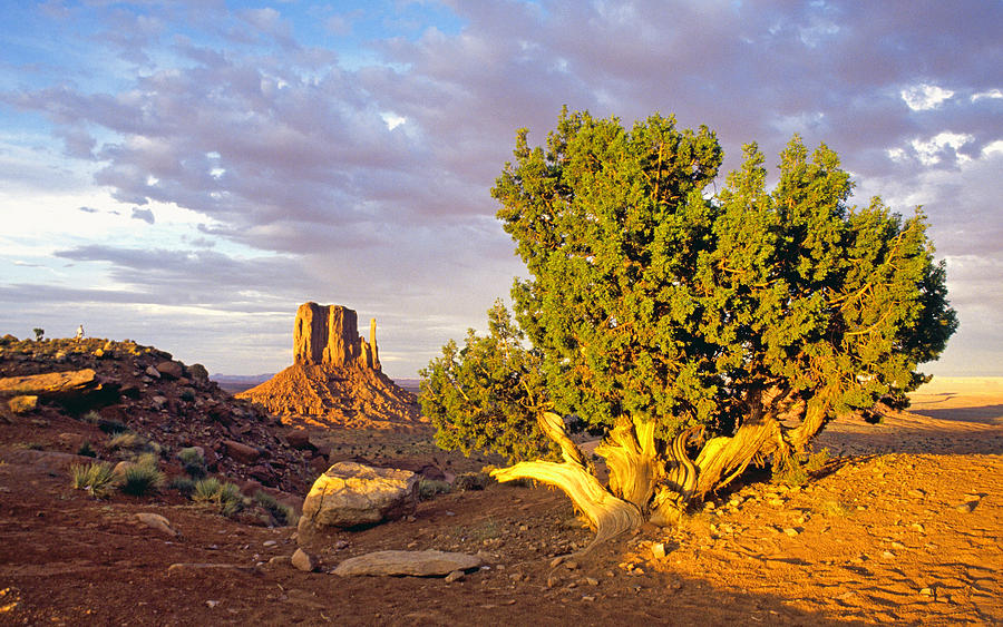 Sunset On Juniper Photograph by Buddy Mays - Fine Art America