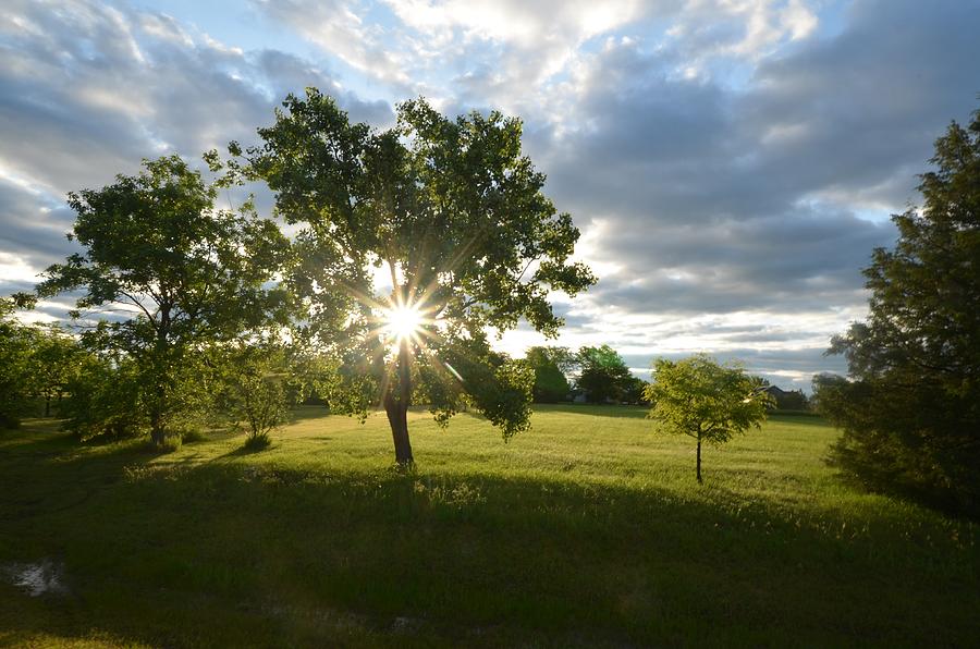 Sunshine Tree Photograph By Taylor Munson Fine Art America
