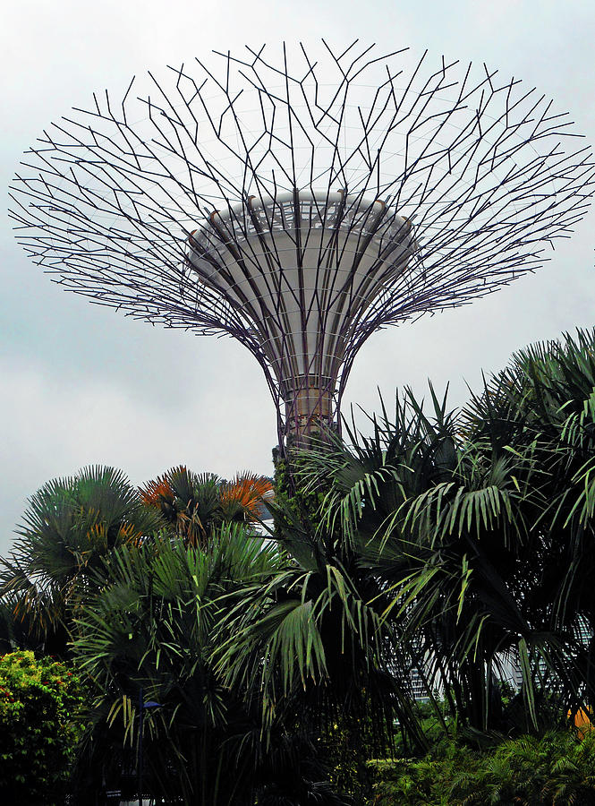 Super Trees 2 Photograph by Ron Kandt - Pixels