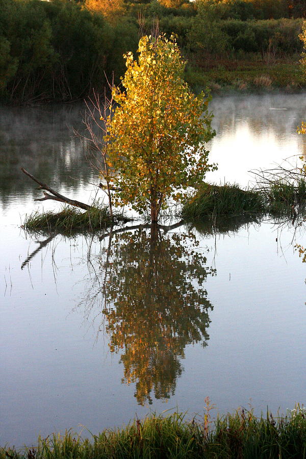 Survivor Photograph by David Dunham - Fine Art America