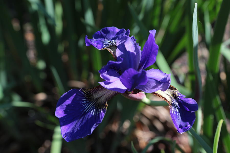 Suzi's Iris Photograph by Nelda Mays - Fine Art America