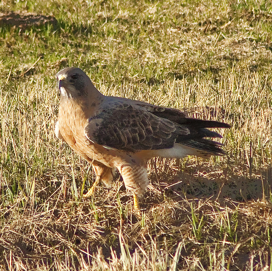 Swainson's Hawk Photograph by Daniel Hebard - Pixels