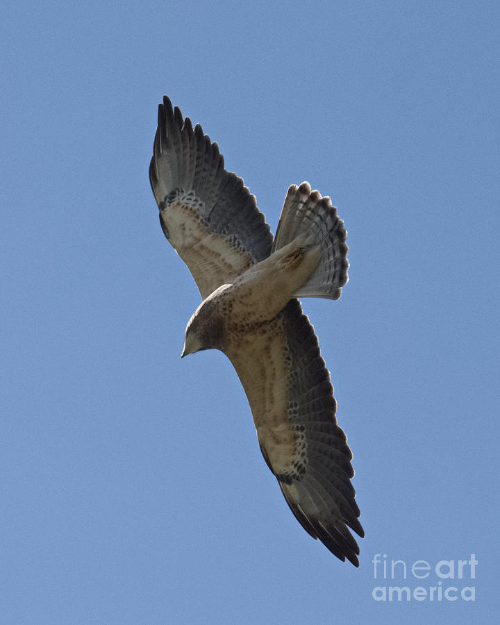 Swainson's Hawk Soaring 2 Photograph by Jeanette Fiveash - Fine Art America