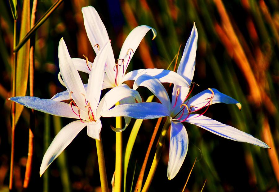 Swamp Lilies in the Afternoon Photograph by John Wall | Pixels