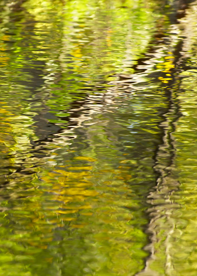 Swamp Reflections Abstract Photograph by Bill Chambers - Fine Art America