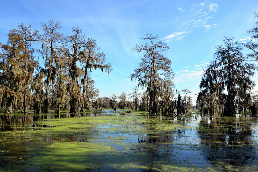 Swamp Trees Photograph by Richard Hoffkins - Fine Art America