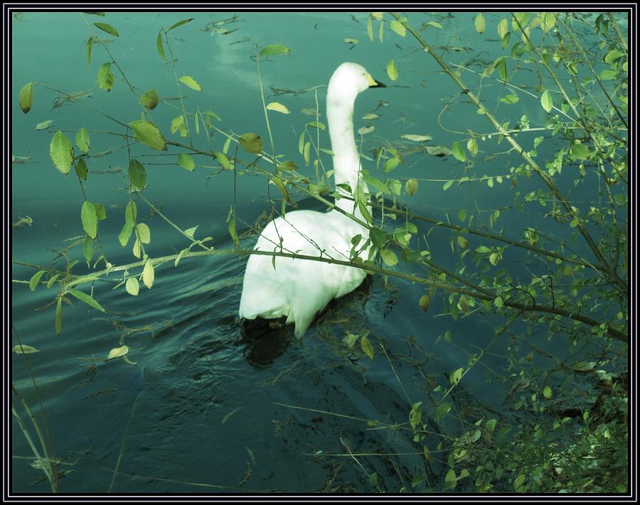 Swan Photograph By Bonita Brandt Fine Art America