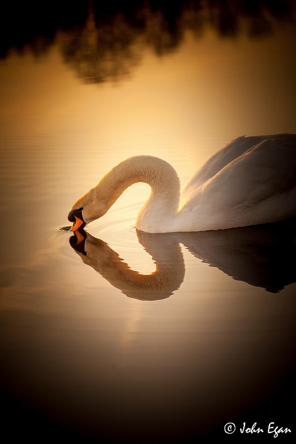 Swan Reflections Photograph by John Egan
