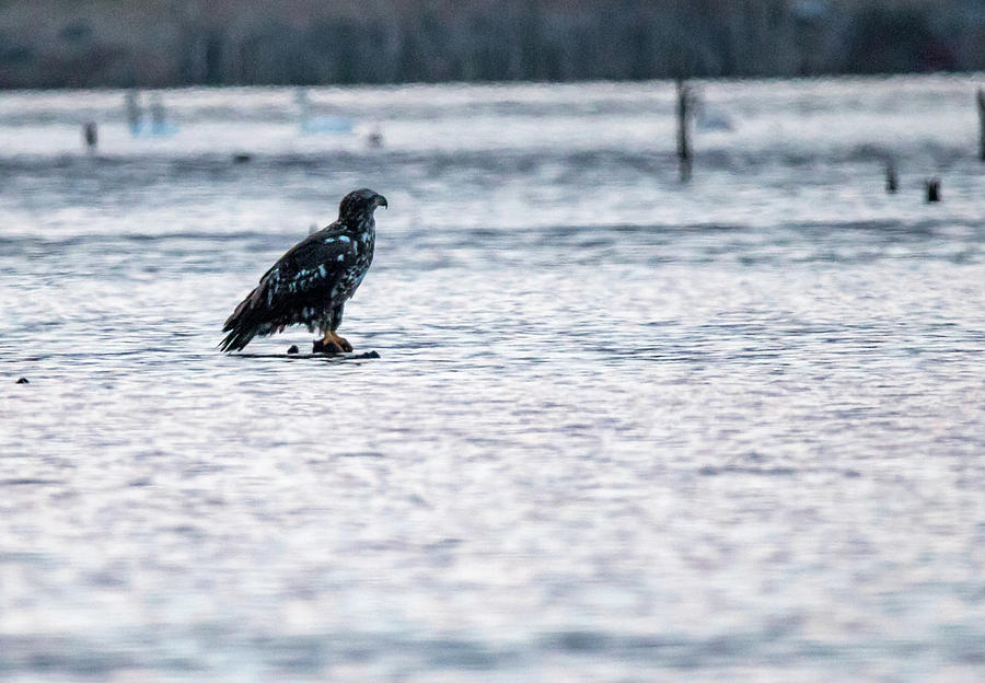 Taking a Break Photograph by Travis Boyd - Fine Art America