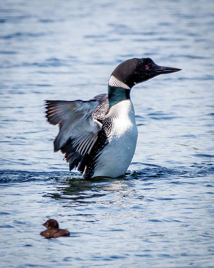 Taking Flight Photograph by Rick Browne | Fine Art America