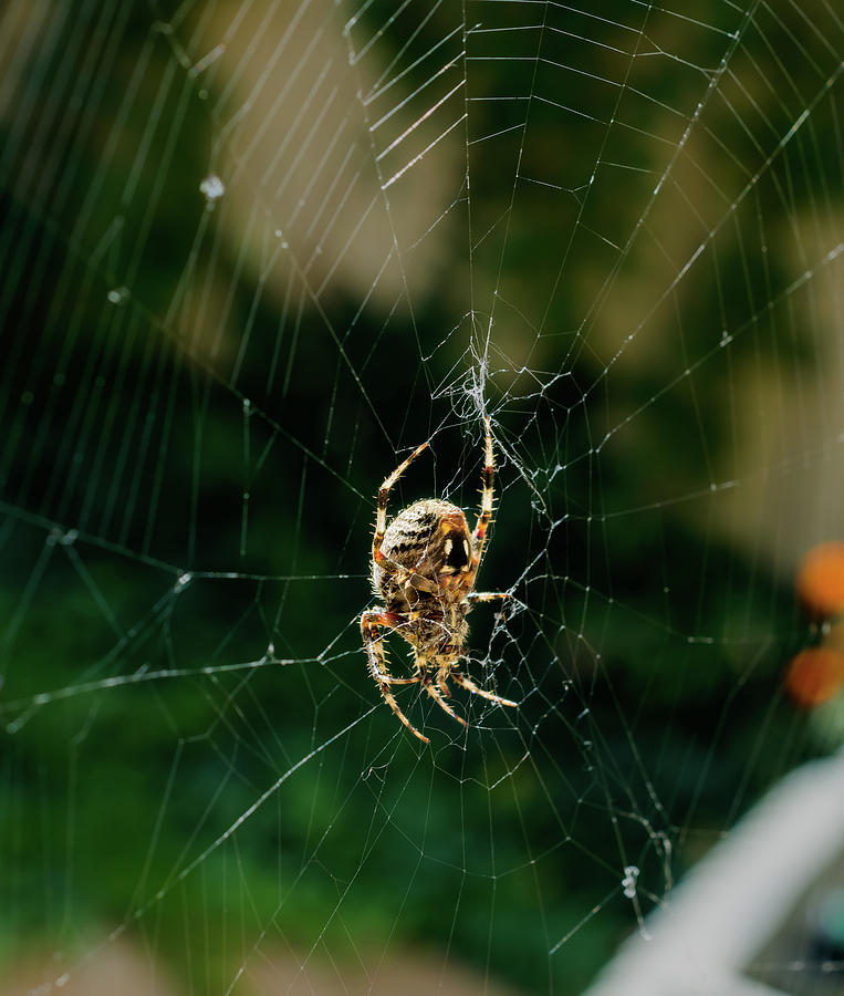 Tangle in the Spider Web Photograph by Cary Leppert - Fine Art America