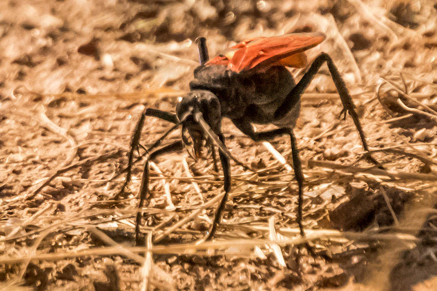 Tarantula Bee Photograph by Ronald Hunt - Pixels