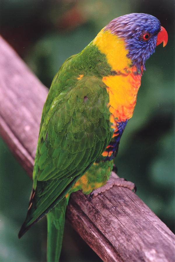 Tasmanian Lorikeet Photograph by Ron Swonger - Fine Art America