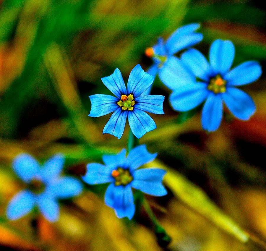 Texas Blue Eyed Grass Photograph By Kori Creswell Fine Art America