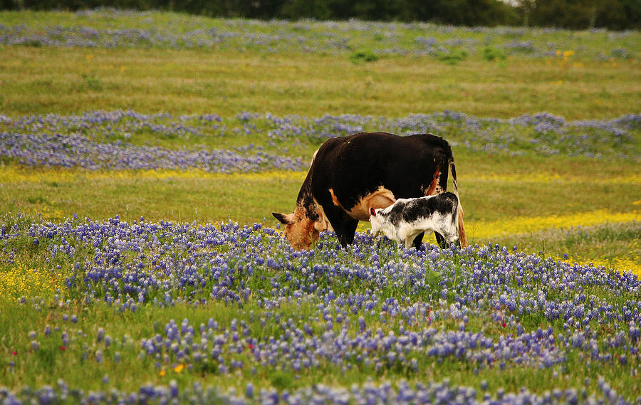 Texas Ranch in Spring Photograph by Yue Chen - Fine Art America