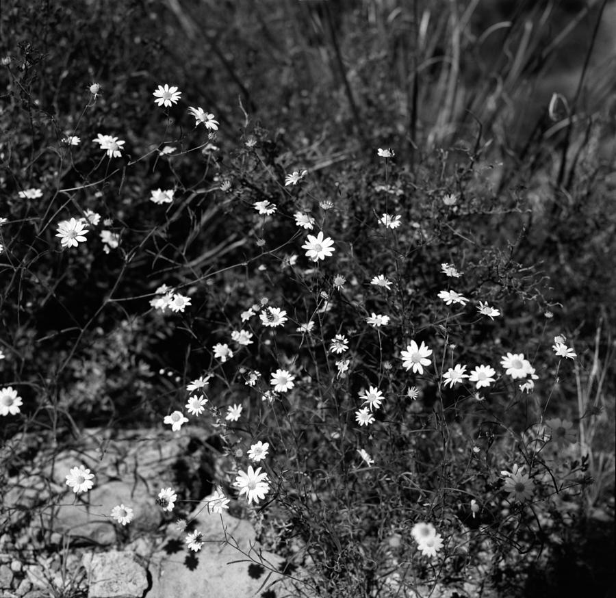 Texas Snowflakes Photograph by Ana Turrubiartes - Fine Art America