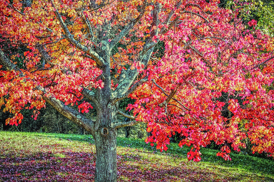 Textured Red Maple Photograph by Diane Moore - Fine Art America