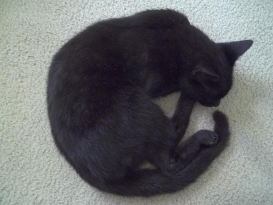 The Curled Black Cat Photograph by Aaron Crooks - Fine Art America