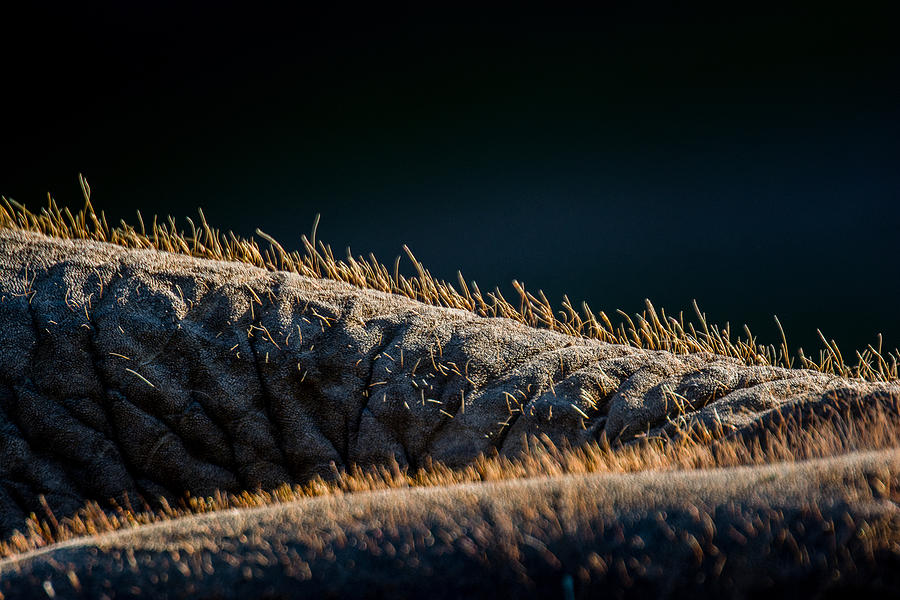 The elephant skin Photograph by Timothy Handy - Fine Art America