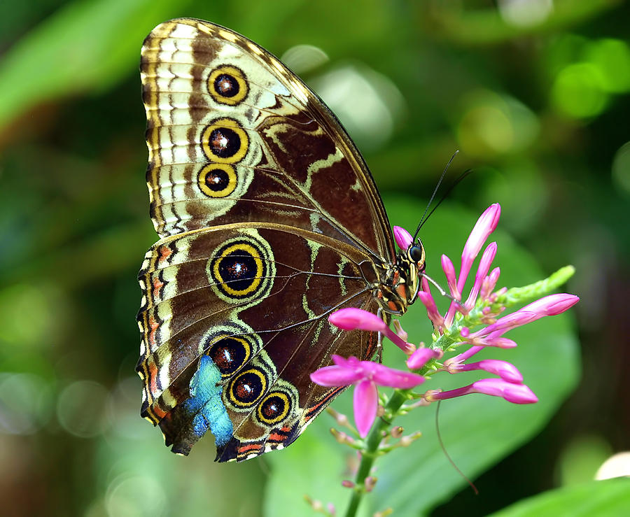 The Emperor Photograph by Kala King - Fine Art America