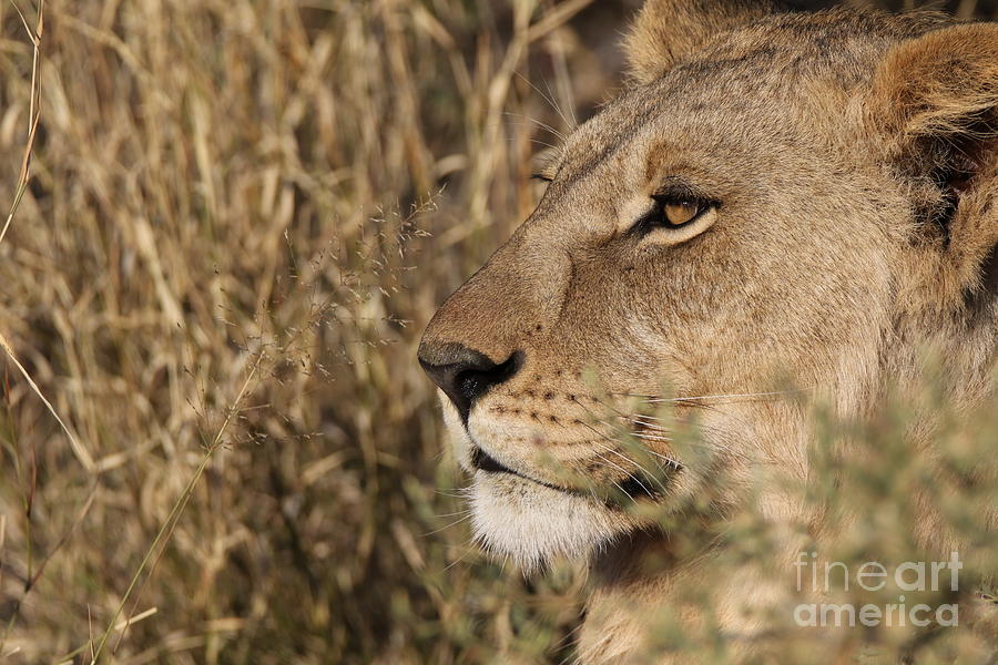 The Lioness Photograph By Christina Gupfinger Fine Art America