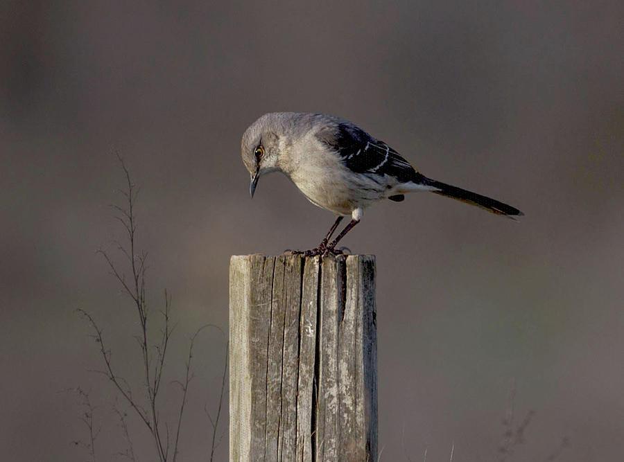 The Mockingbird Photograph by Janet Argenta - Fine Art America