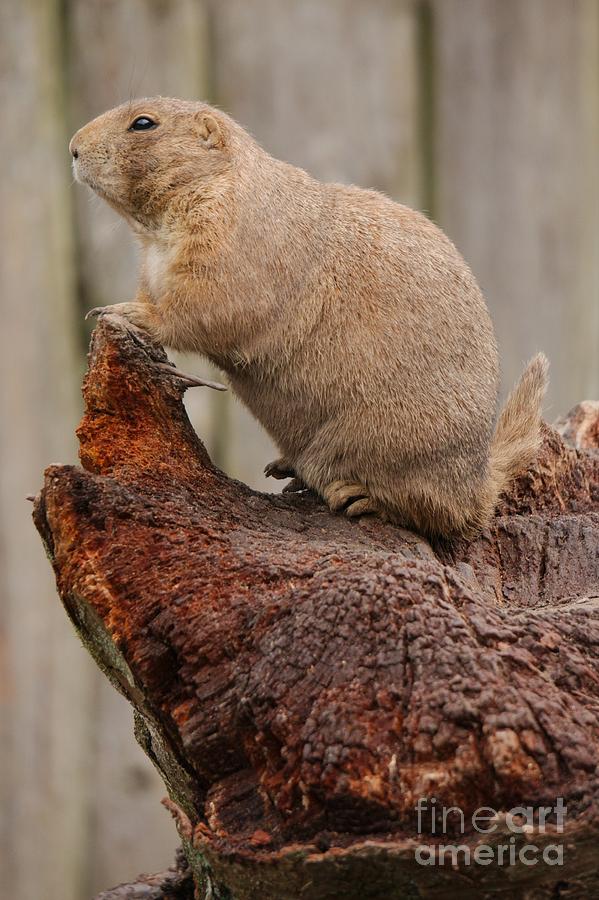 The Prairie Dog Photograph by MSVRVisual Rawshutterbug - Fine Art America