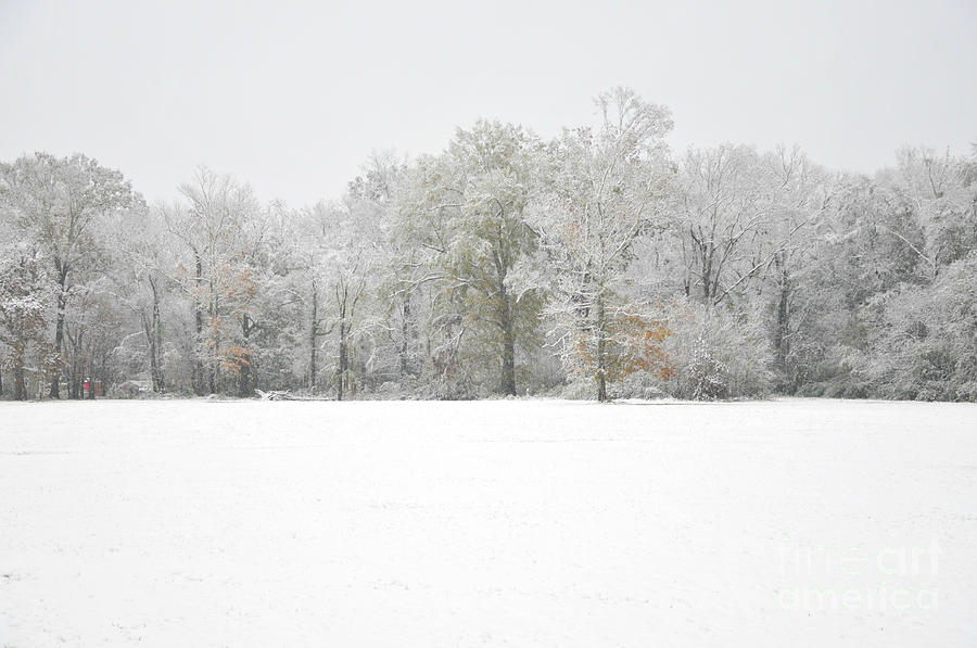 The Snow is Falling Photograph by F Schiele - Pixels
