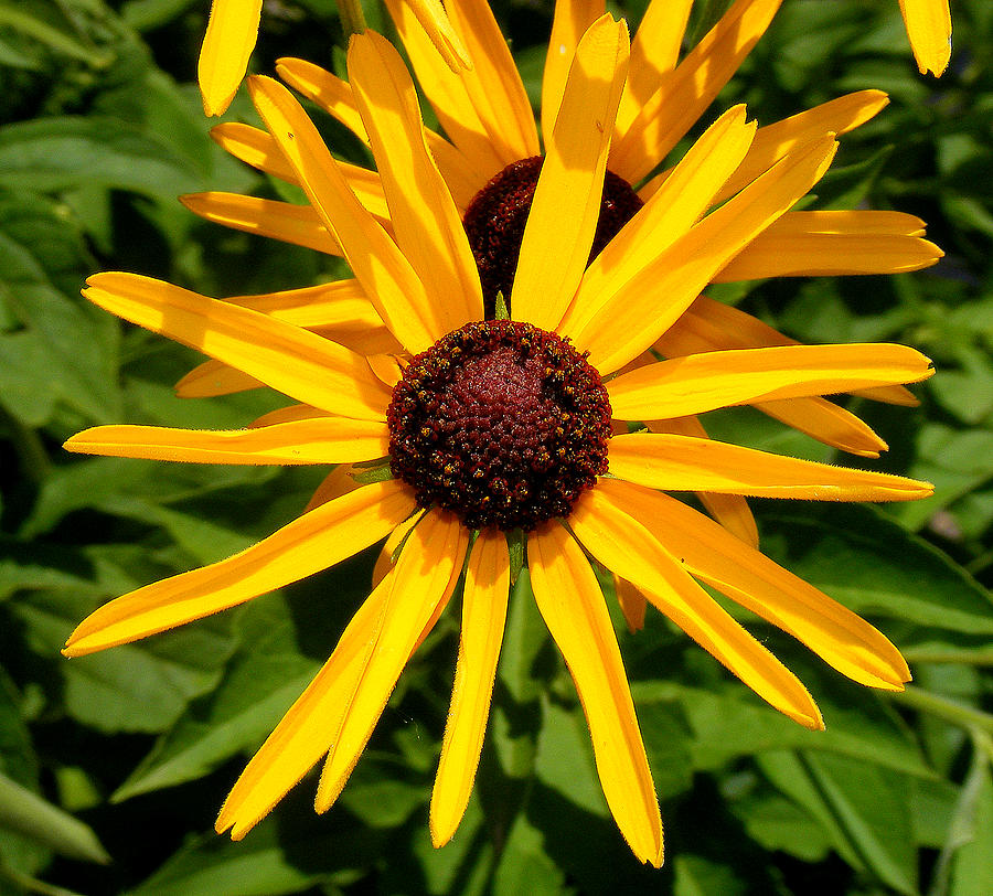 The Sunny Side Of Life Photograph By Sherwanda Irvin Fine Art America