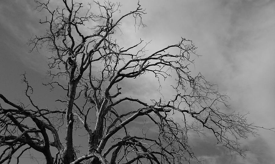 The Willowed Tree Photograph by Ruben Rios - Pixels